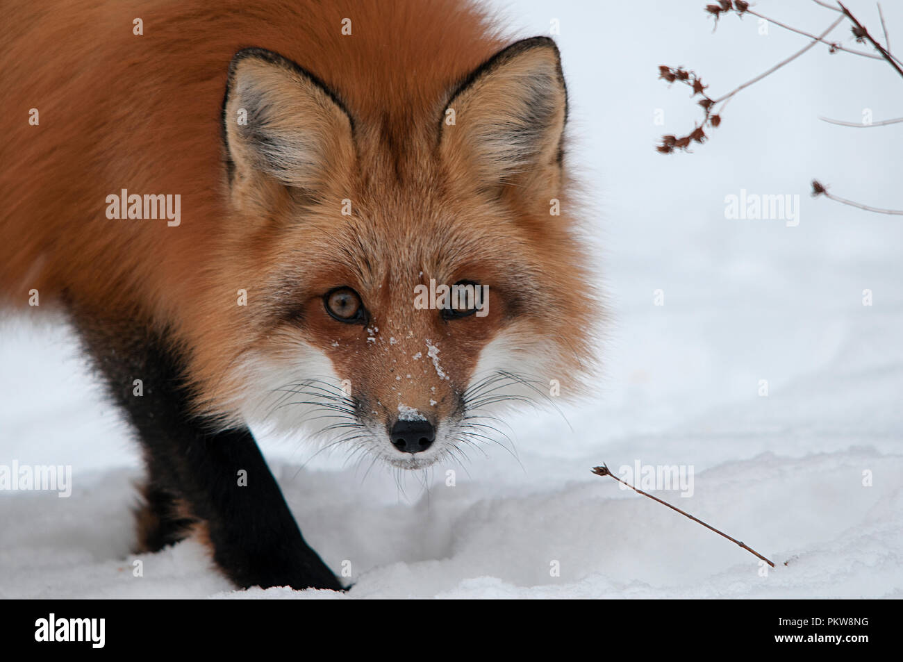Red fox in the winter season enjoying the snow Stock Photo - Alamy