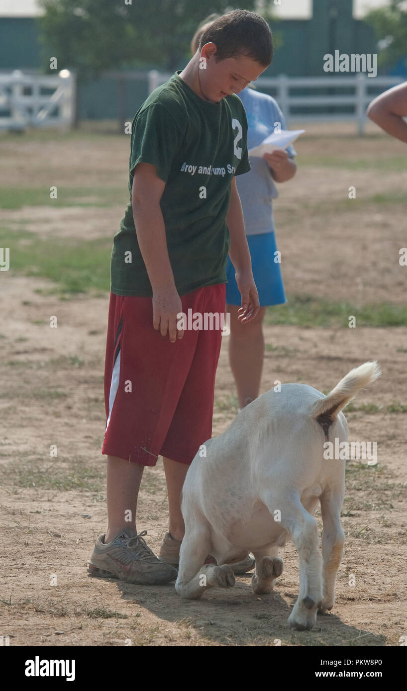 The Sheep & Goat Olympics at the 56th Annual Clarke County Fair. August ...