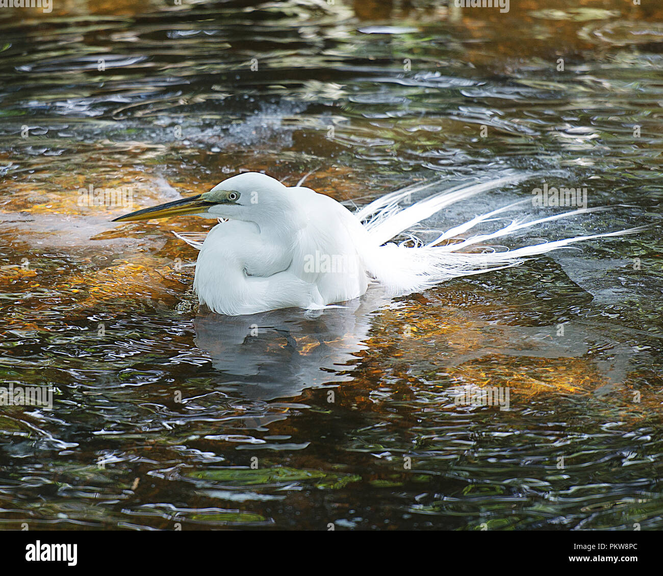 Great White Egret in the water and enjoying his swim in its environment ...
