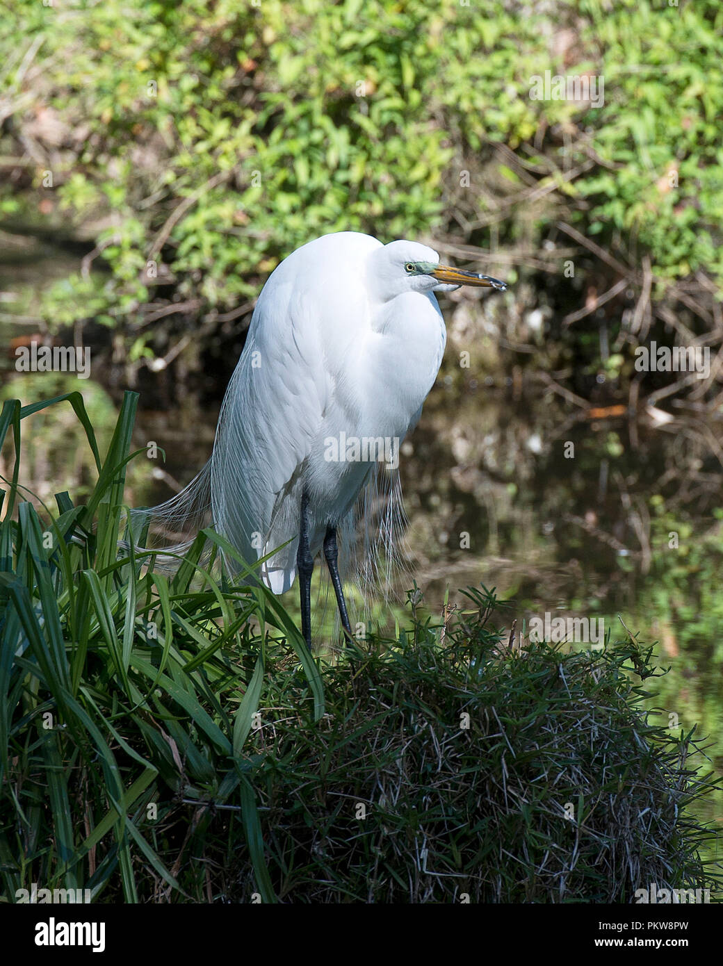 Great White Egret in its environment Stock Photo - Alamy