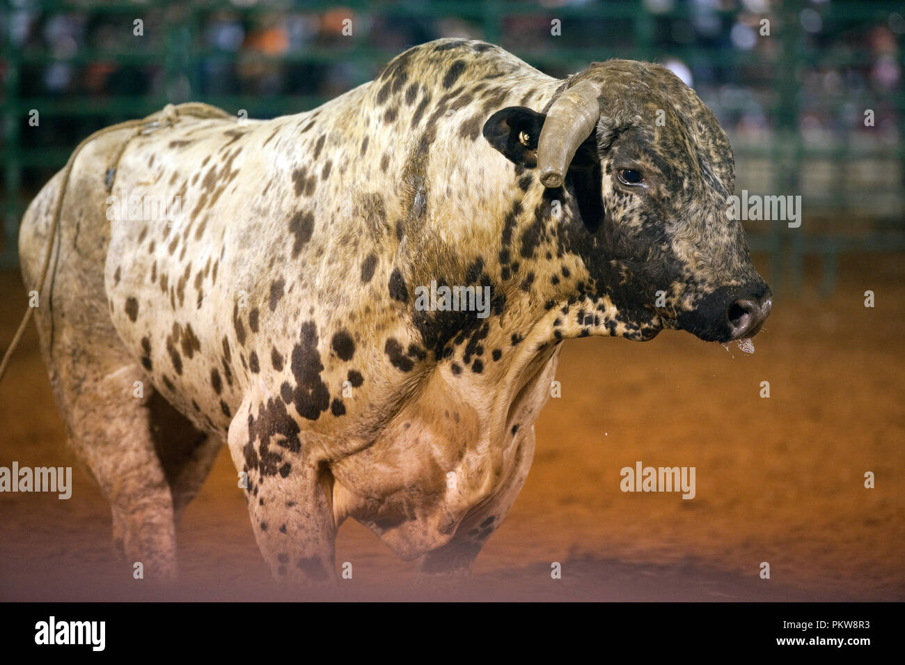 The main event on Friday the 13th was bull riding at the 56th Annual ...