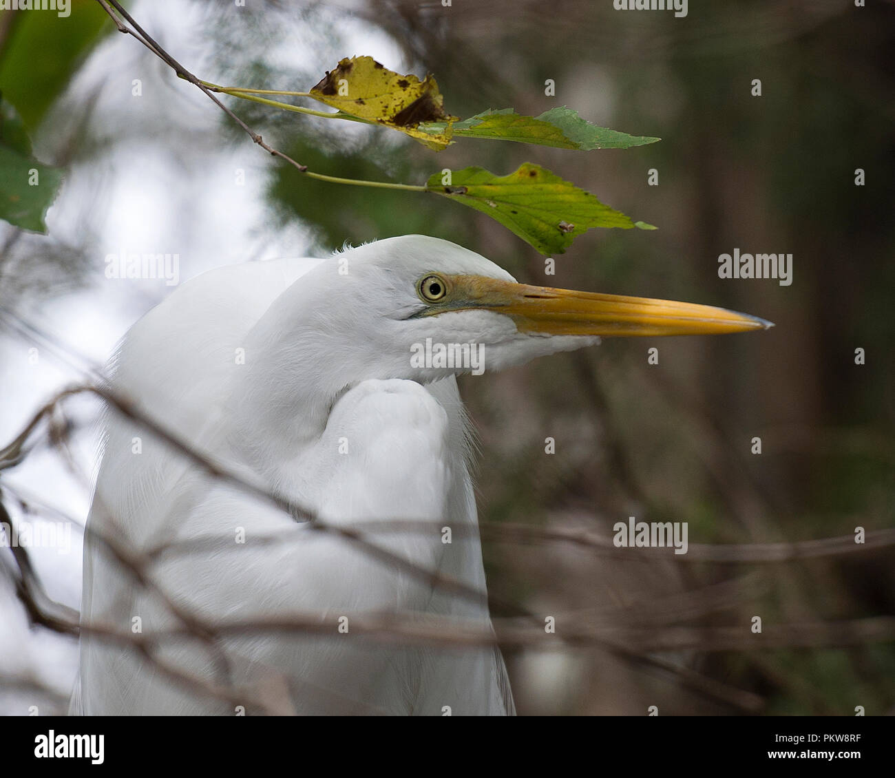 Great White Egret close up in its environment Stock Photo - Alamy
