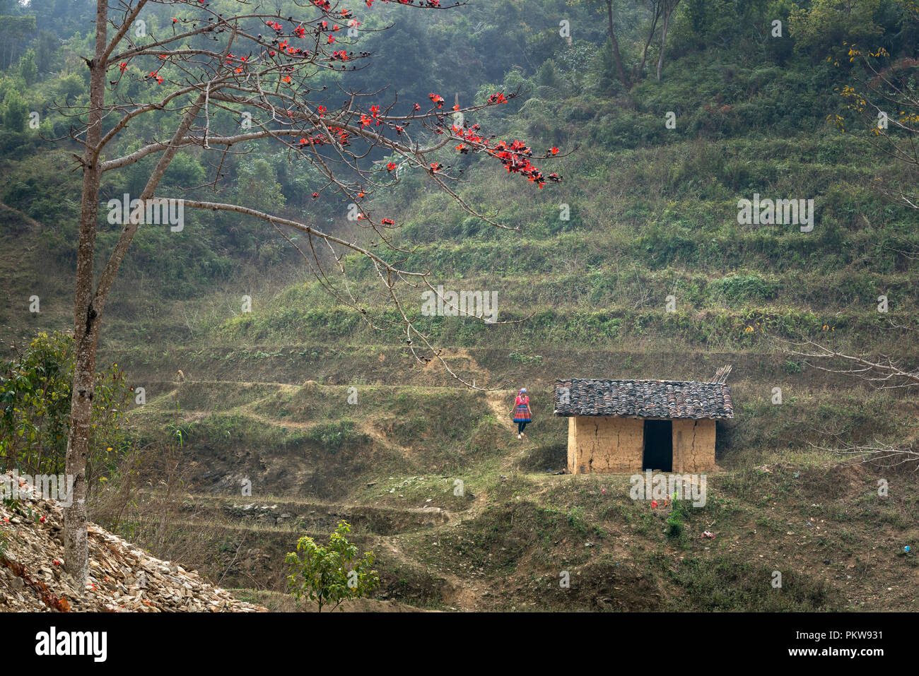Bombax ceiba tree hi-res stock photography and images - Alamy