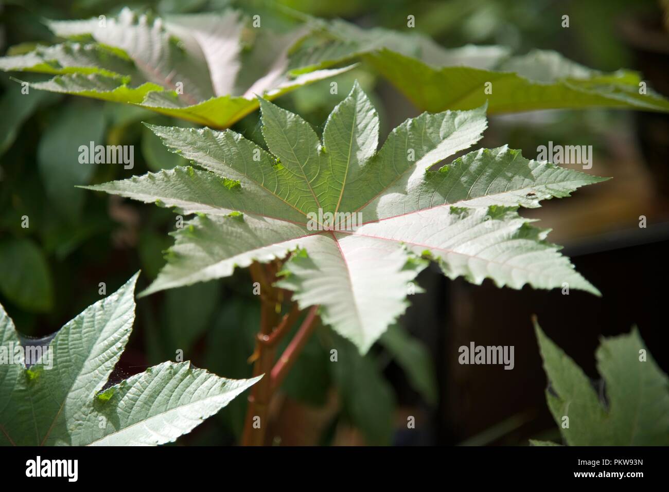 Inside Outside Garden Stock Photo - Alamy
