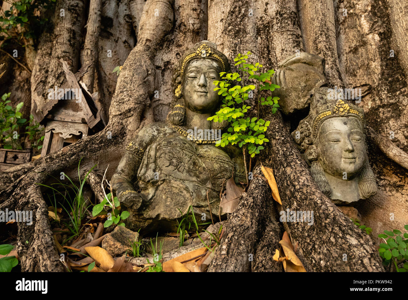 Broken statues of women by roots of tree in Old City Chiang Mai ...
