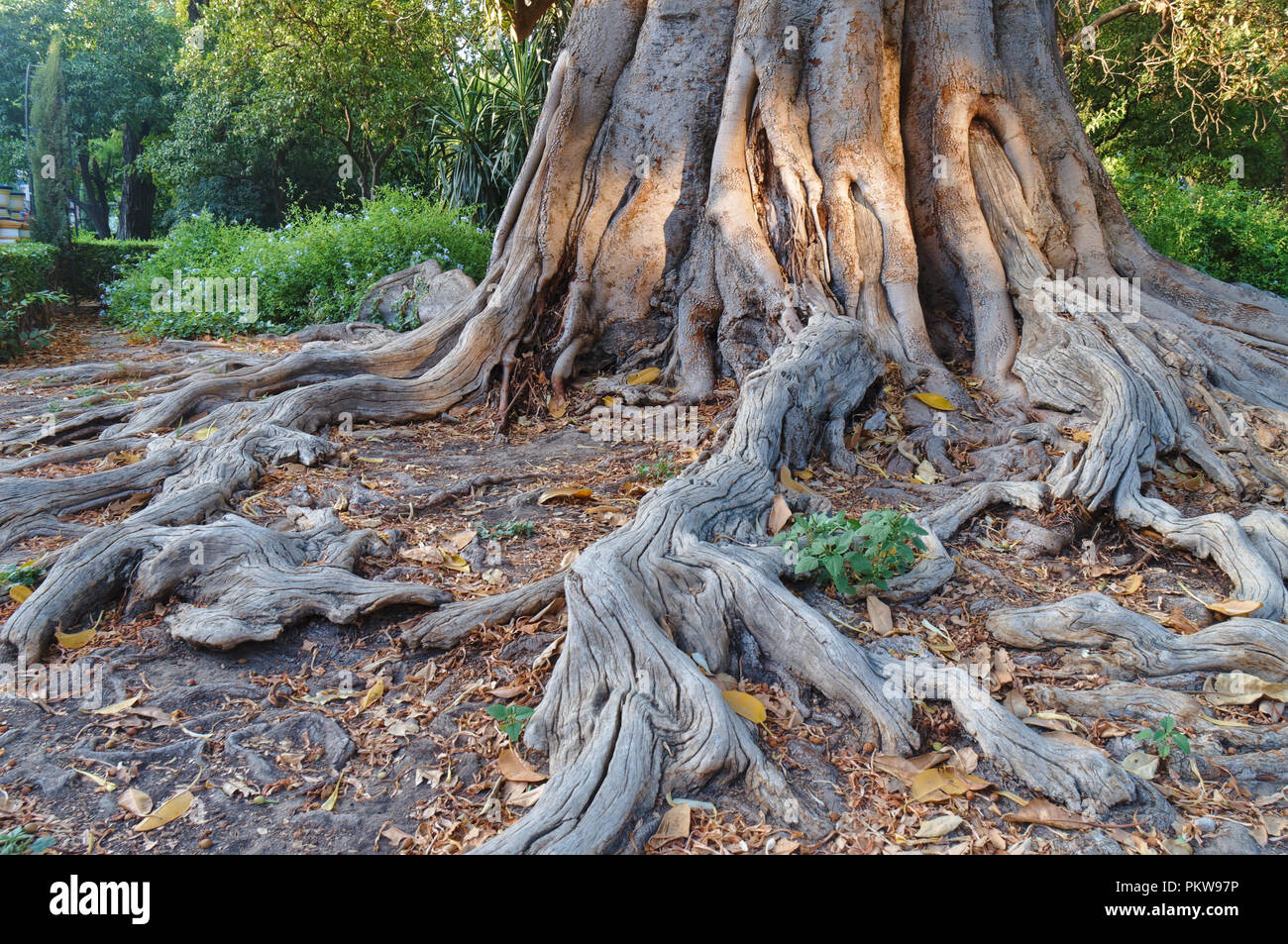 Ancient Tree Roots in Spain Stock Photo - Alamy