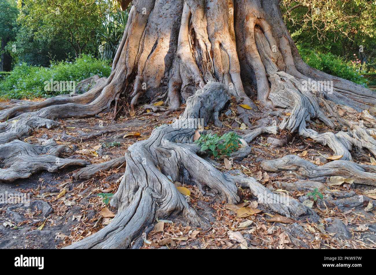 Ancient Tree Roots in Spain Stock Photo - Alamy
