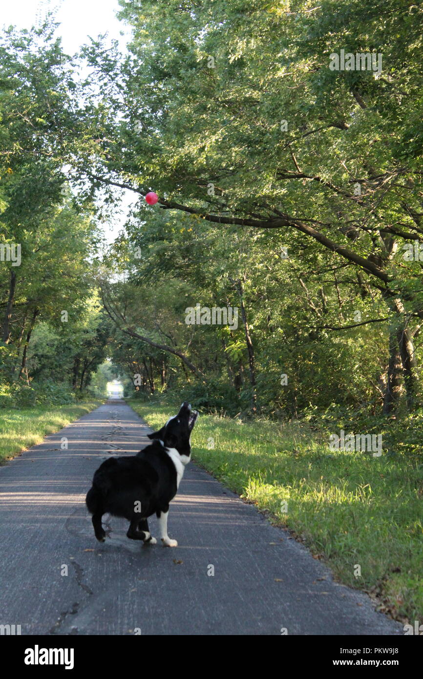 Border collie side profile hi-res stock photography and images - Alamy