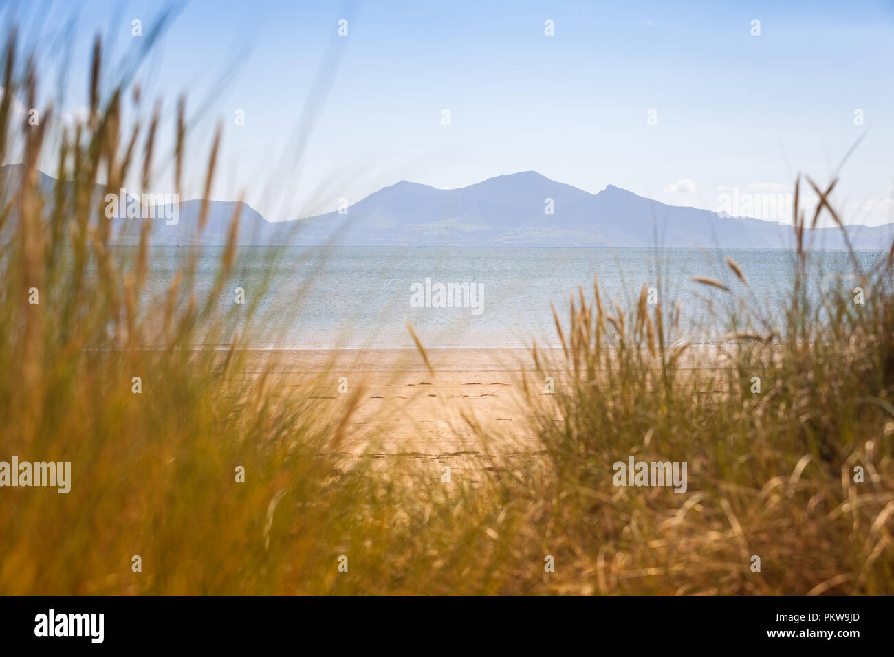 View of Snowdonia National Park from Anglesey through beach grass on a ...