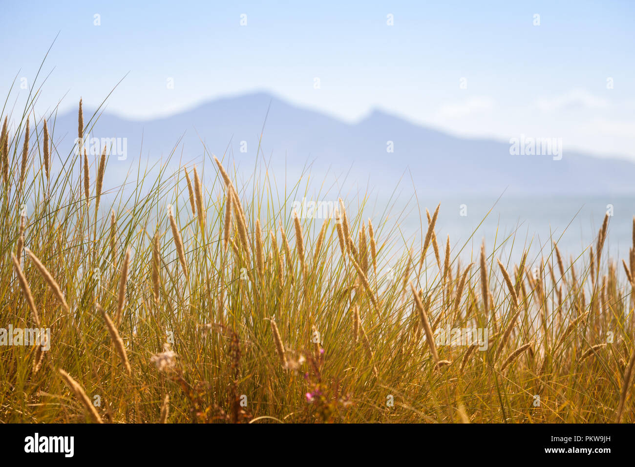 View of Snowdonia National Park from Anglesey through beach grass on a ...
