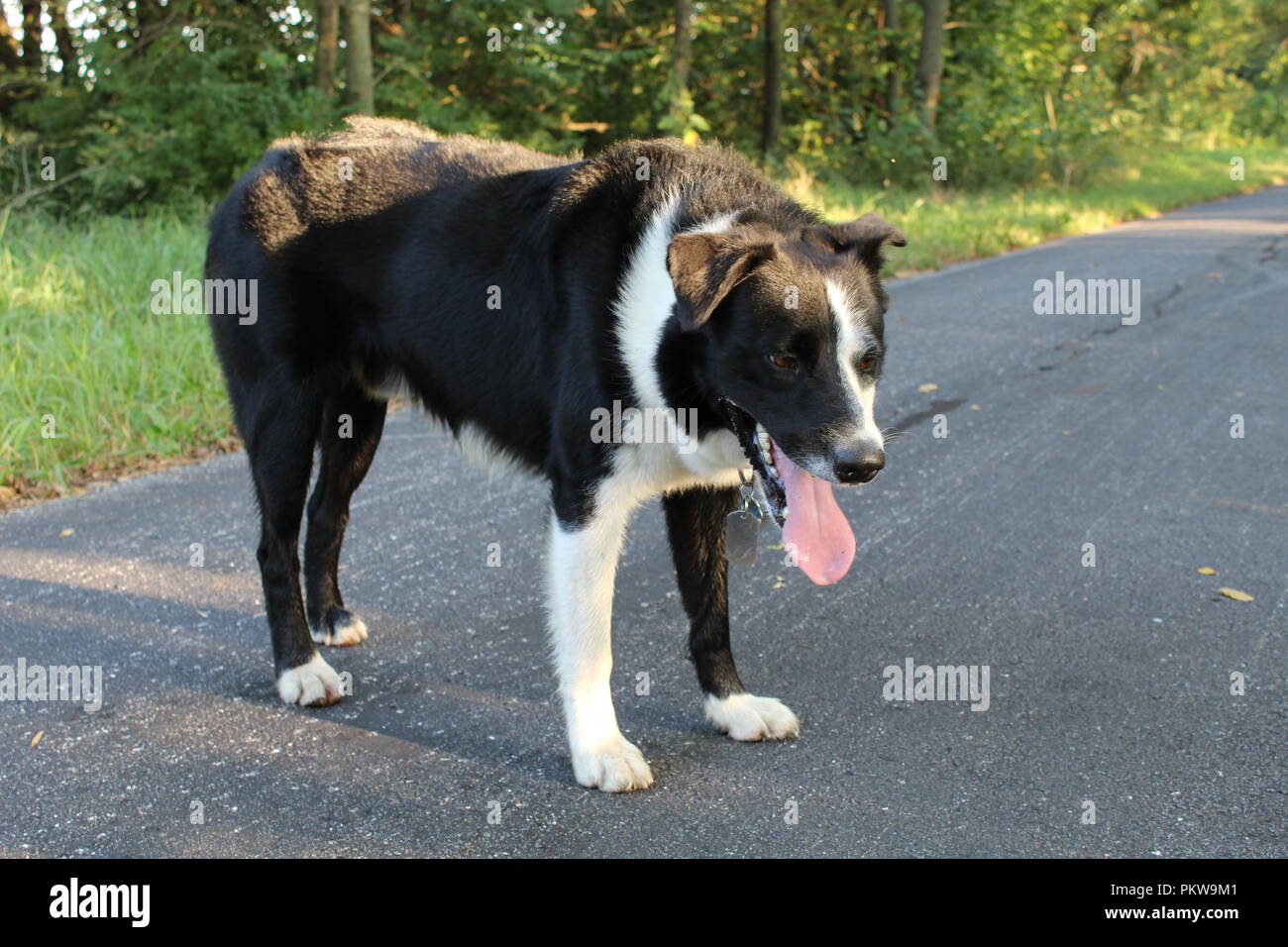 Border collie side profile hi-res stock photography and images - Alamy