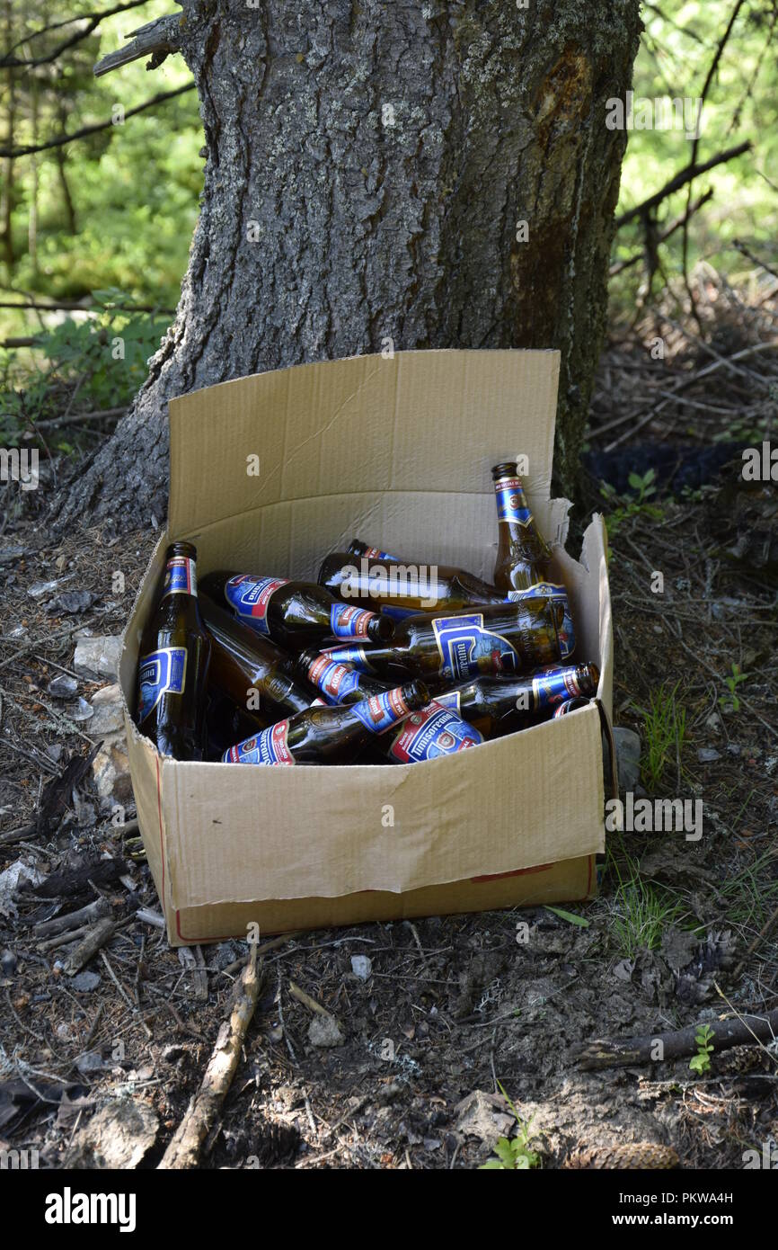 Trashed beer bottles in a cardboard box at the base of a tree trunk ...