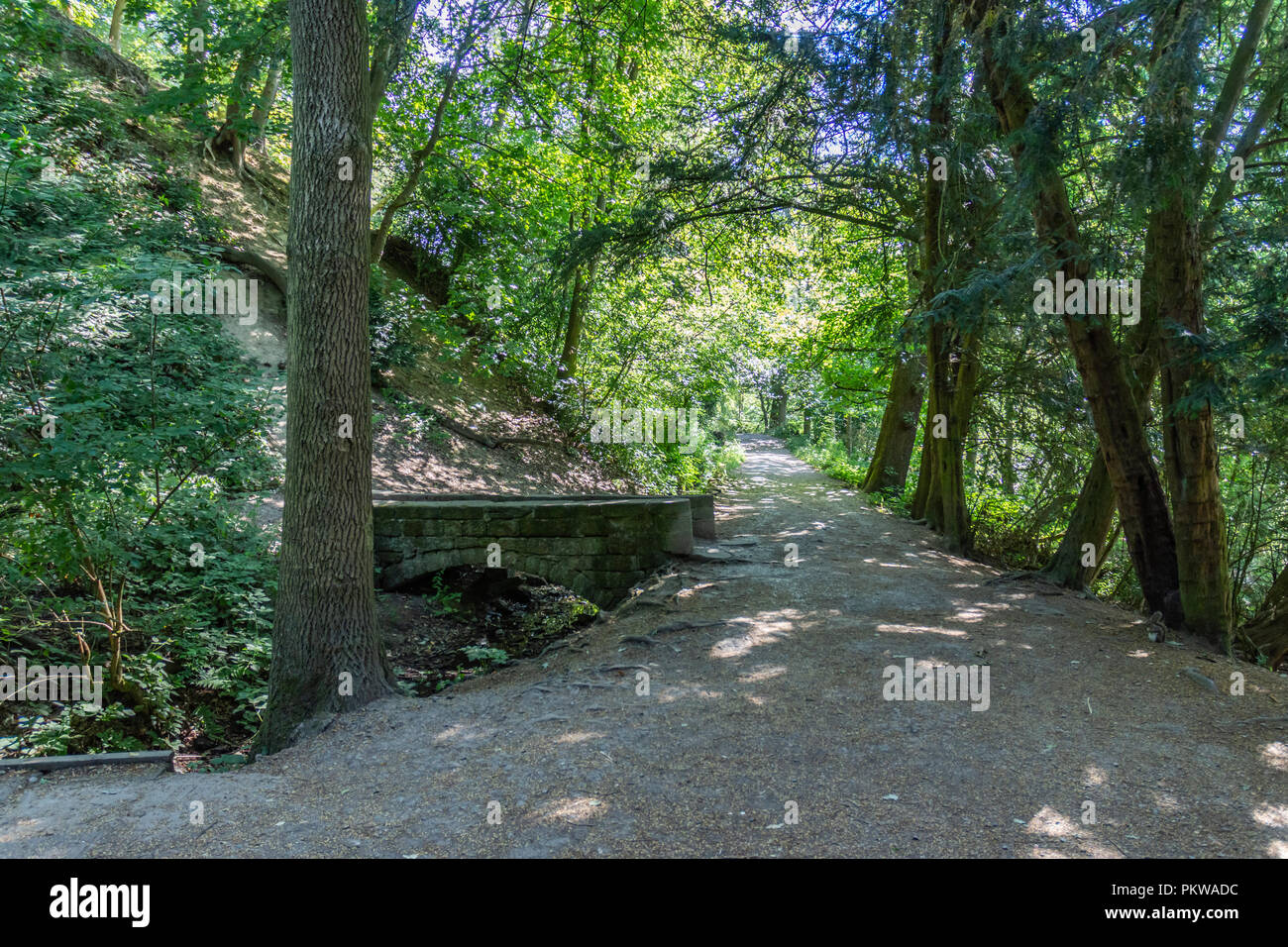 English country path through a forrest Stock Photo - Alamy