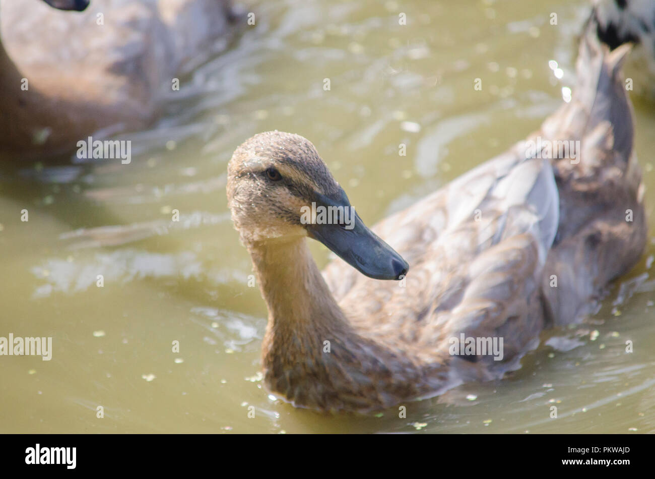 Floating runner hi-res stock photography and images - Alamy
