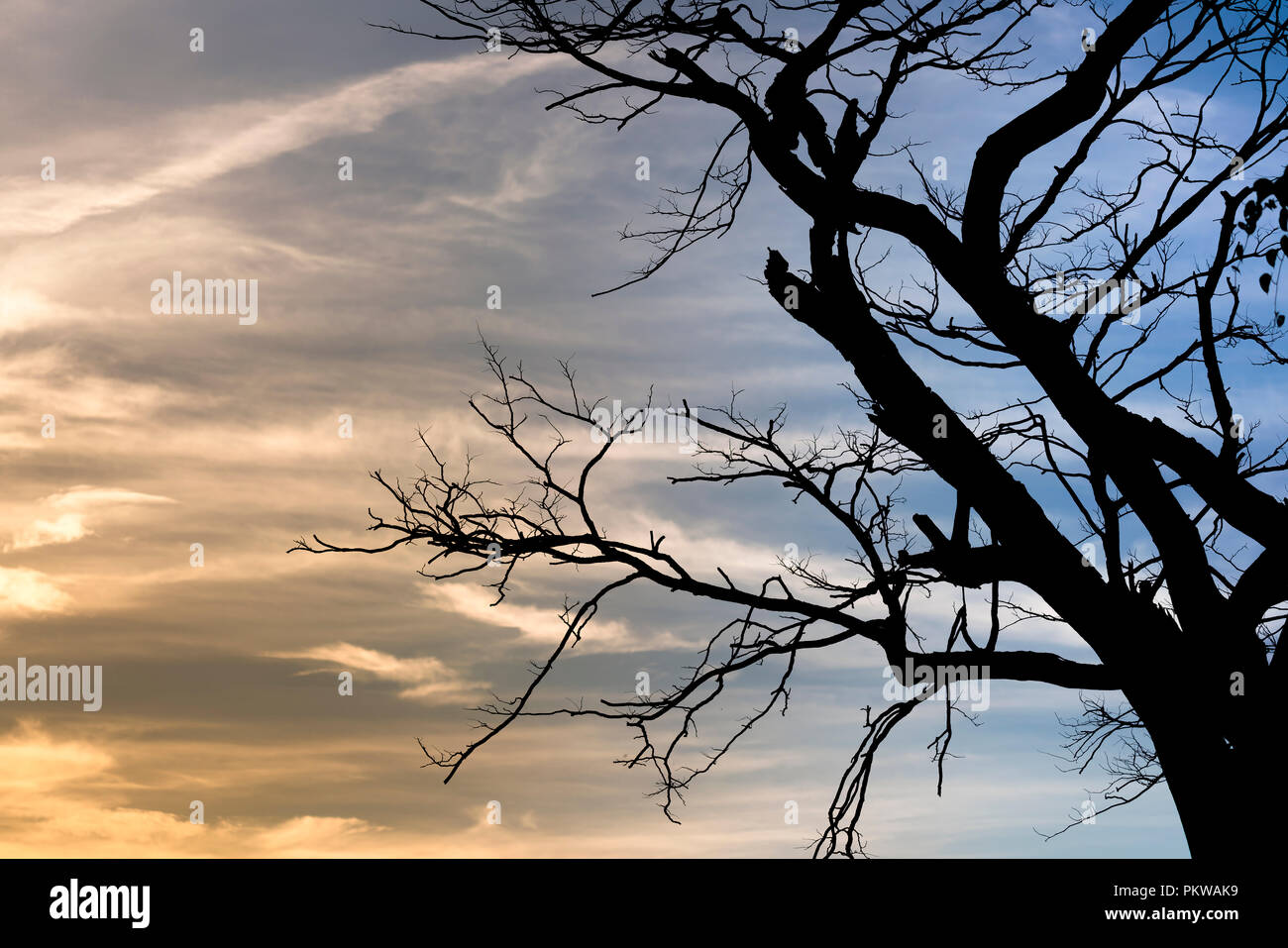 Dry tree in the sunset. Concept of lonely Stock Photo - Alamy