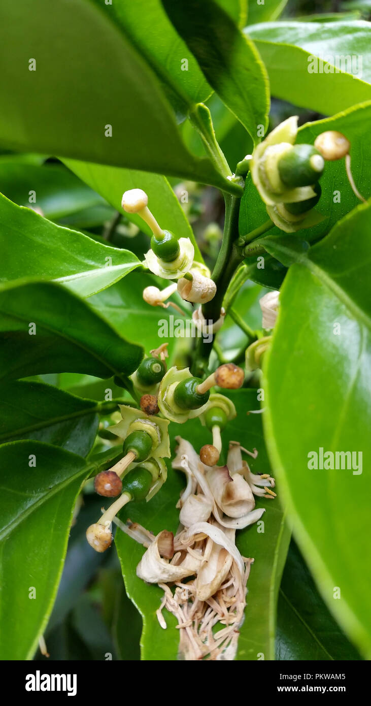 Small fruit and orange fruit flowers Stock Photo - Alamy