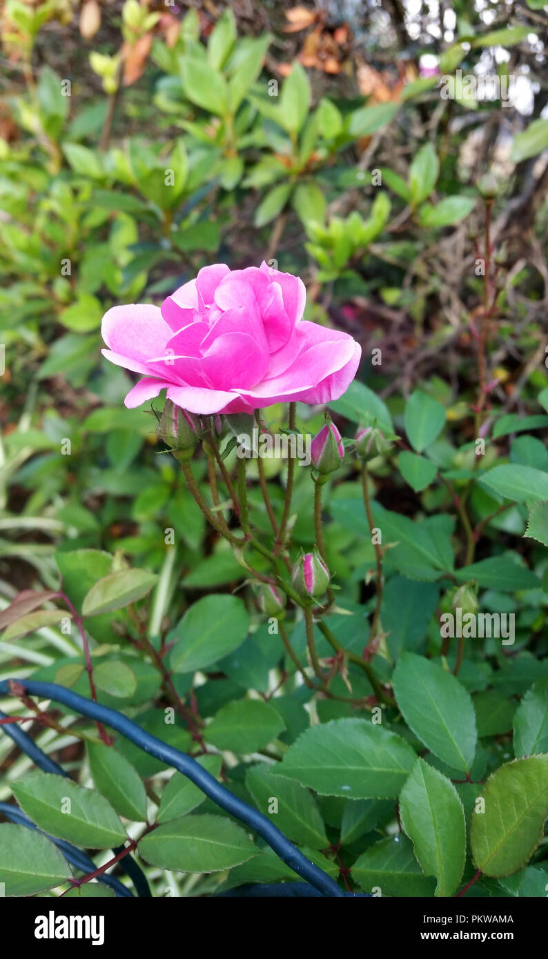 A beautiful pink rose in full bloom Stock Photo - Alamy