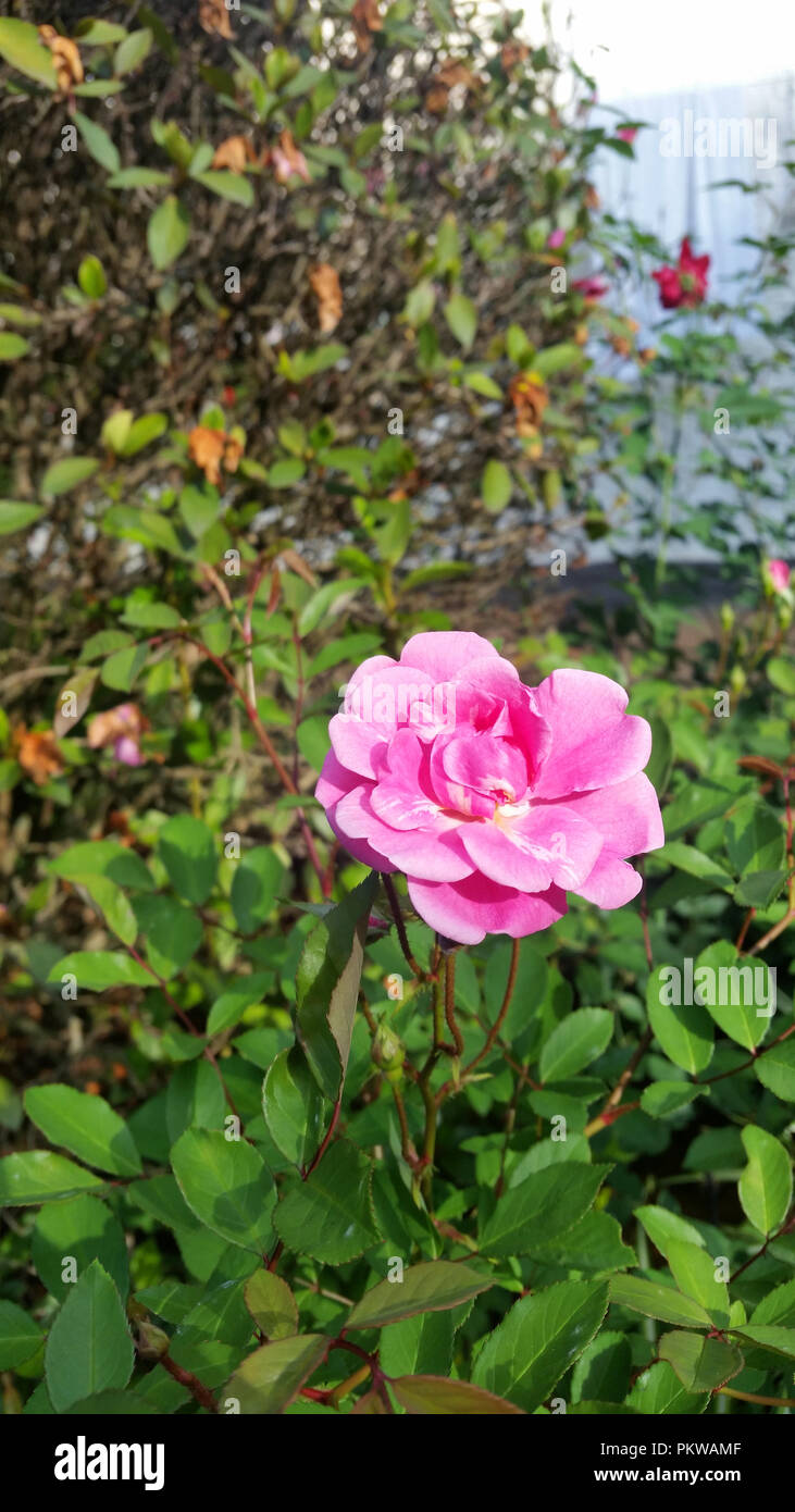 A beautiful pink rose in full bloom Stock Photo - Alamy