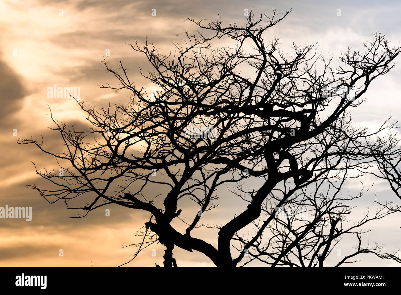 Dry tree in the sunset. Concept of lonely Stock Photo - Alamy