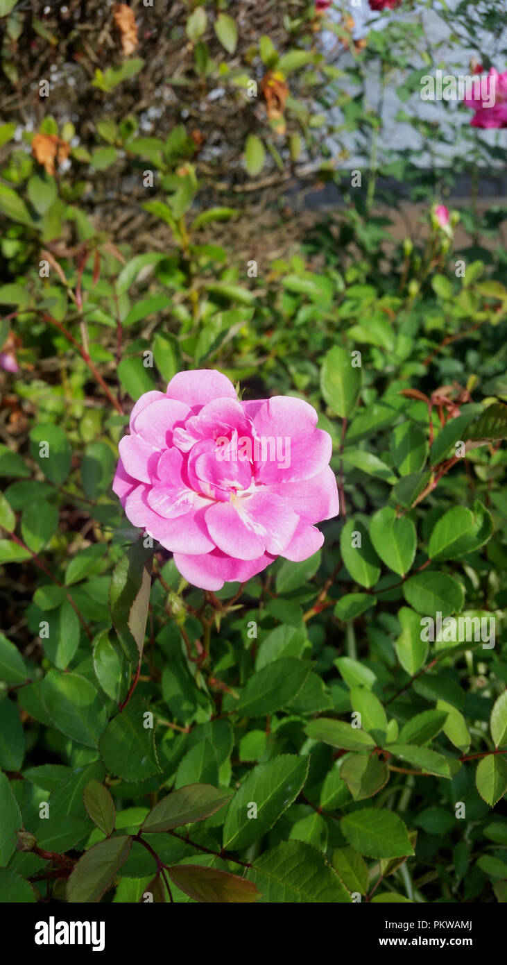A beautiful pink rose in full bloom Stock Photo - Alamy