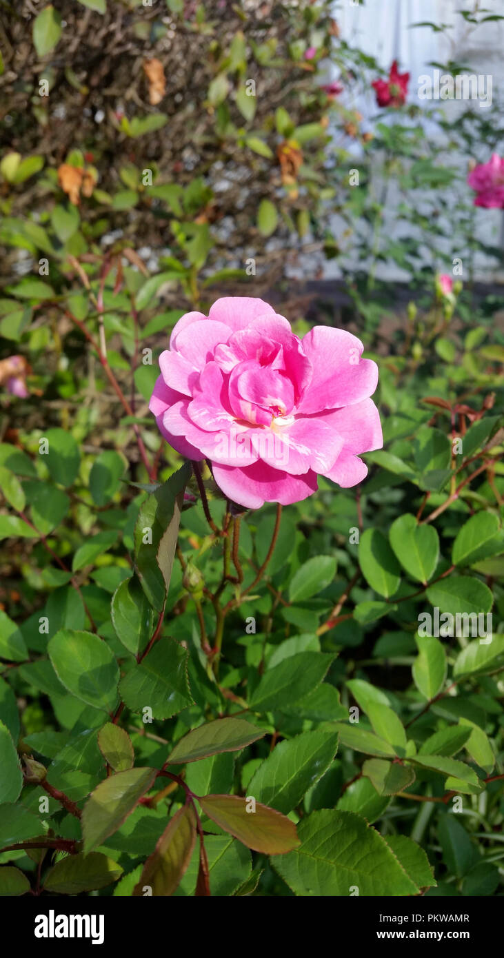A beautiful pink rose in full bloom Stock Photo - Alamy