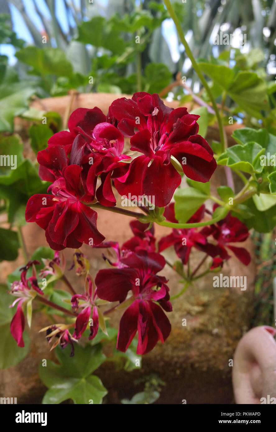 Burgundy flower in the garden Stock Photo - Alamy