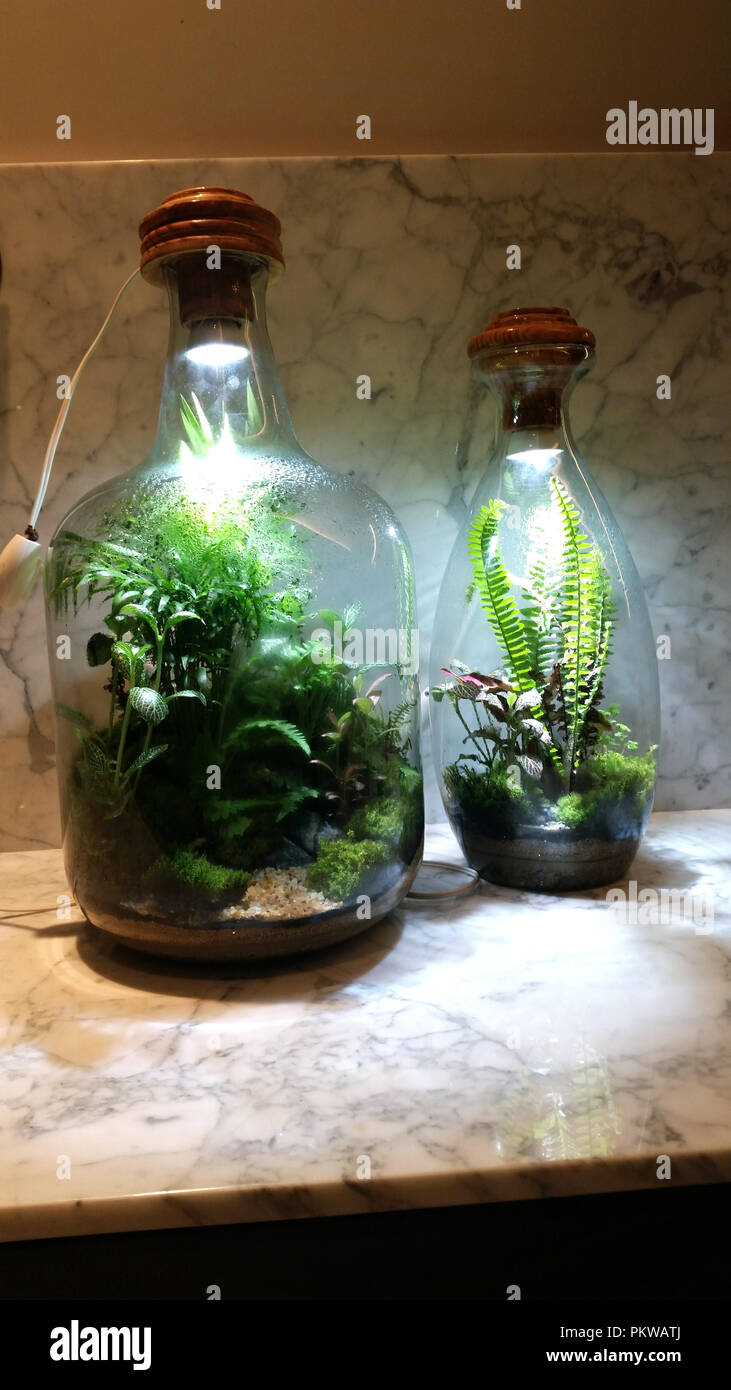 Plants inside the bottle hi-res stock photography and images - Alamy