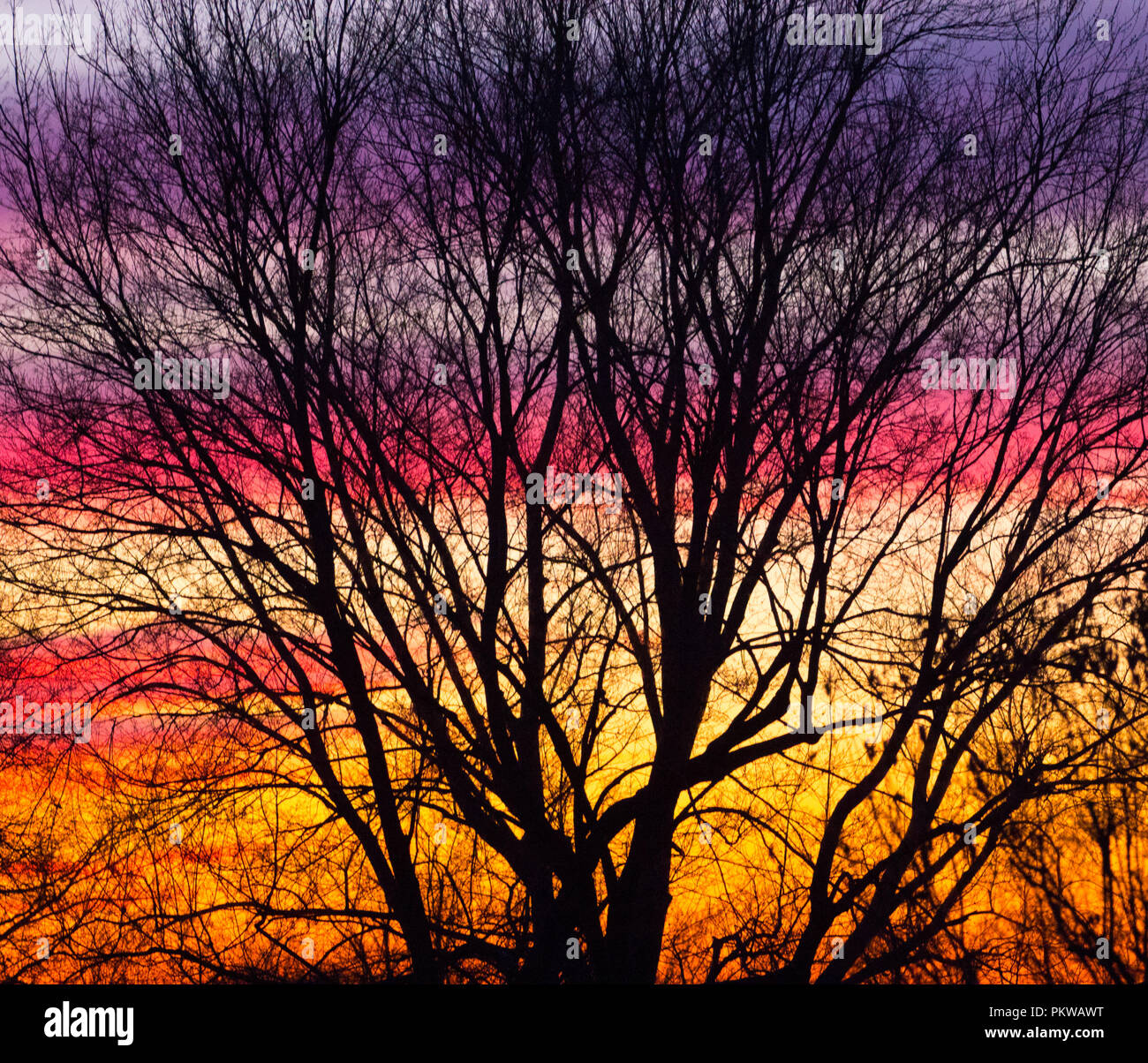 Colorful Sunset Sky, Silhouetted Tree, Ohio Stock Photo - Alamy