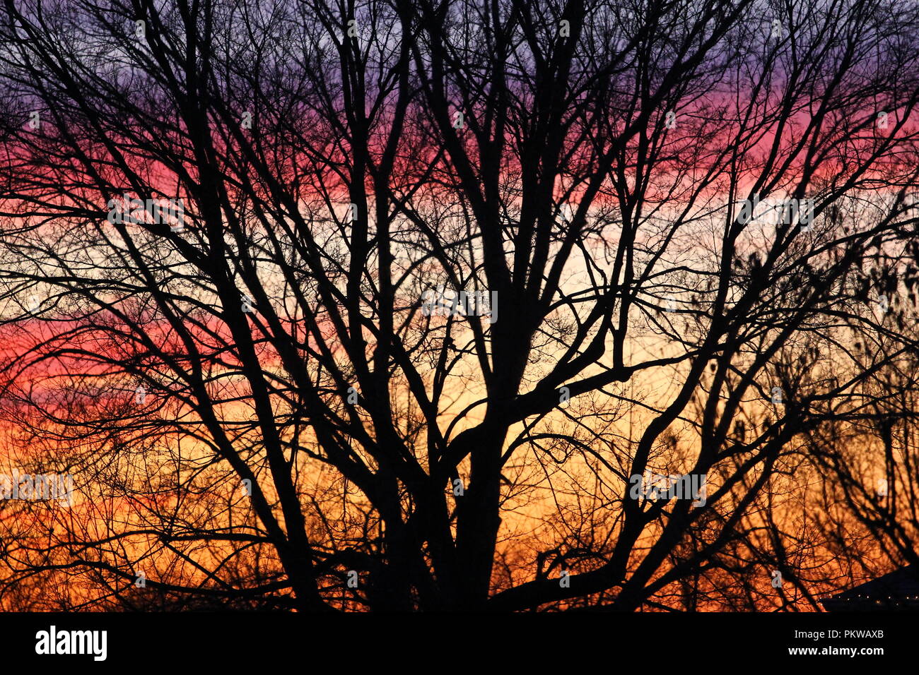 Colorful Sunset Sky, Silhouetted Tree, Ohio Stock Photo - Alamy
