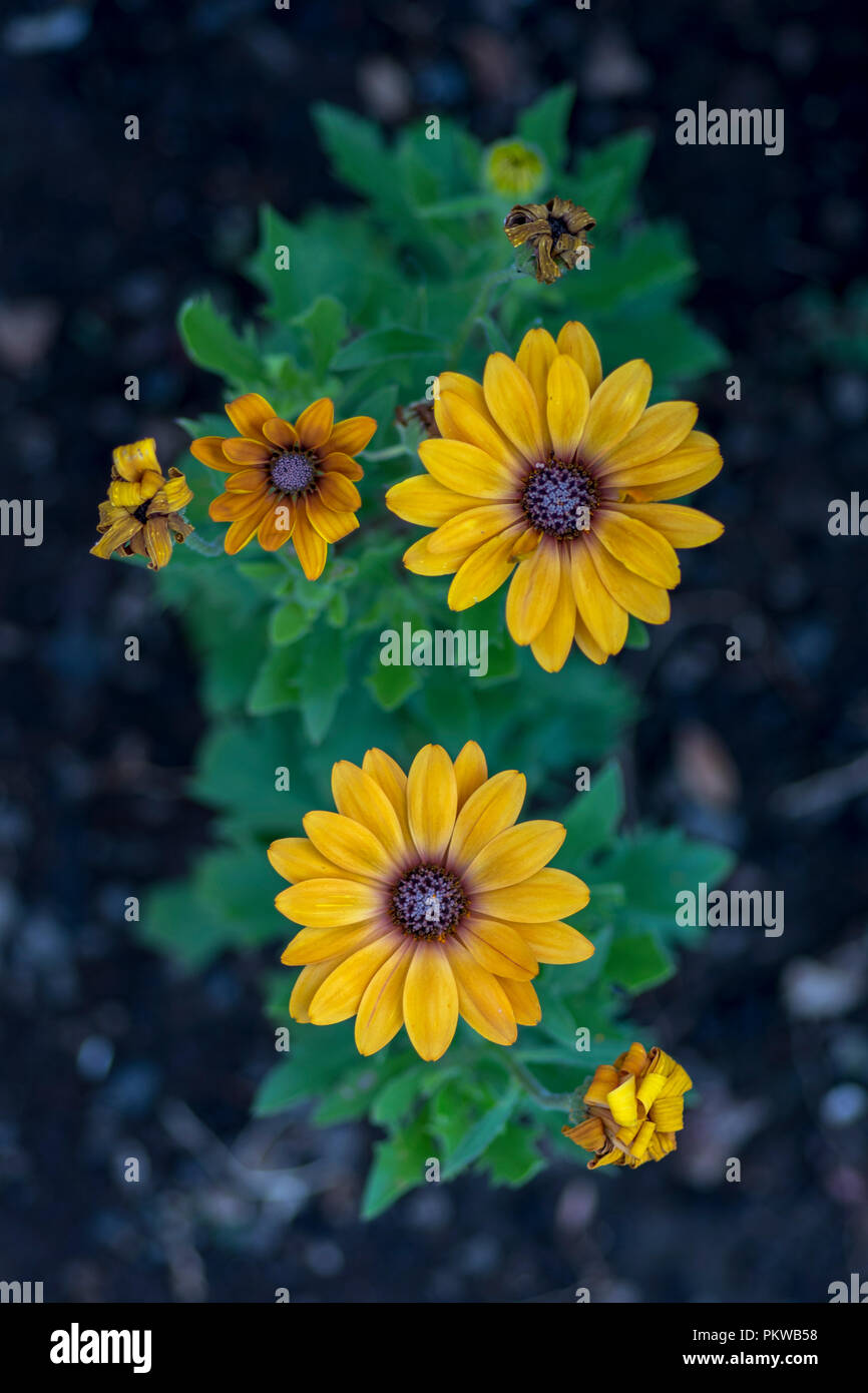Lava flower hi-res stock photography and images - Alamy