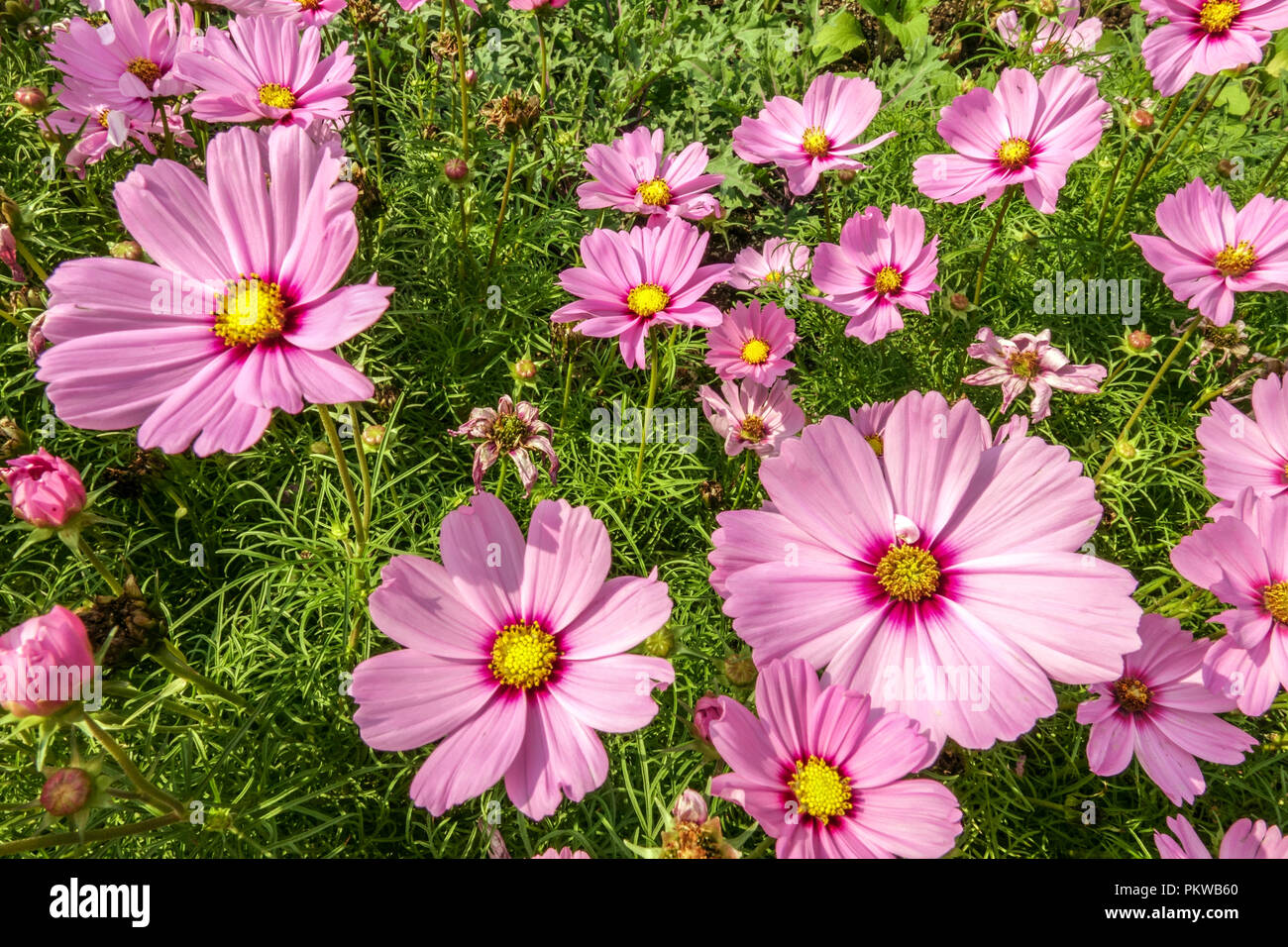 Cosmos bipinnatus hi-res stock photography and images - Alamy