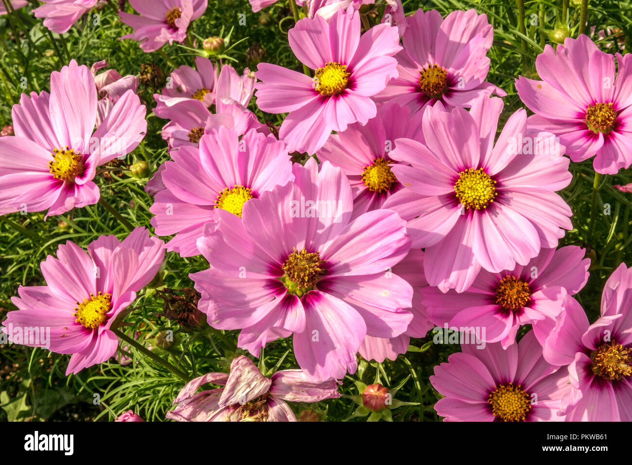 Many petal flower hi-res stock photography and images - Alamy