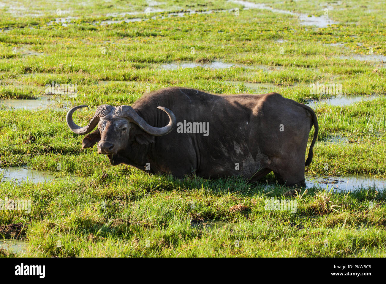 Wild African buffalo in a Amboseli National park , Kenya Stock Photo ...
