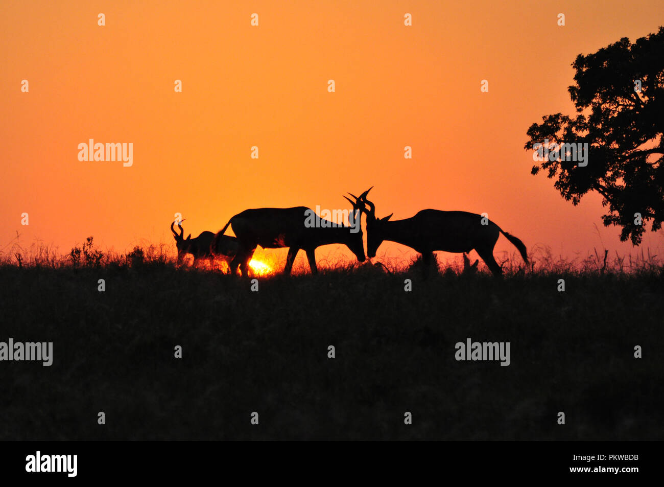 Mating antelope hi-res stock photography and images - Alamy