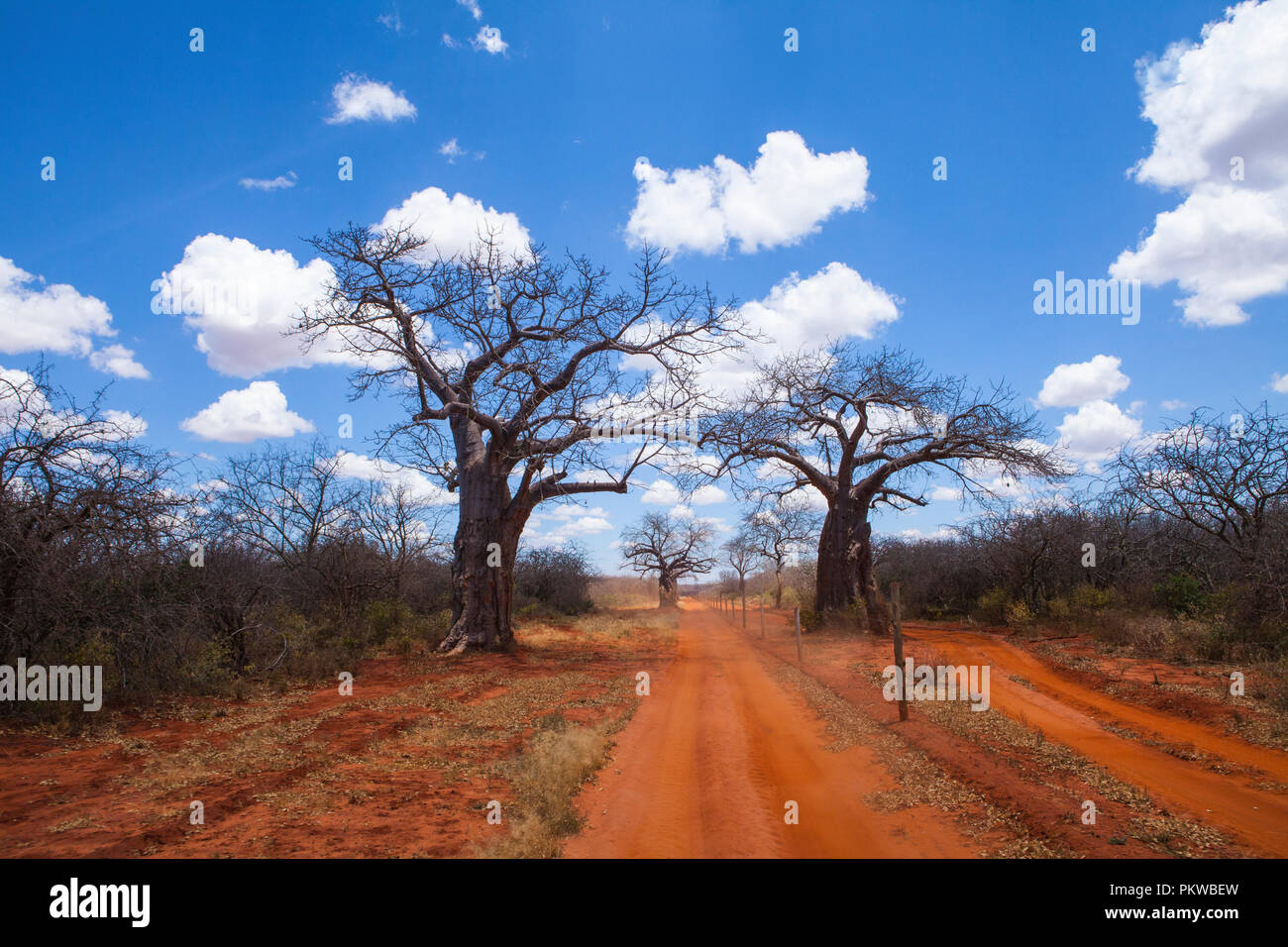 Baobab travel hi-res stock photography and images - Alamy