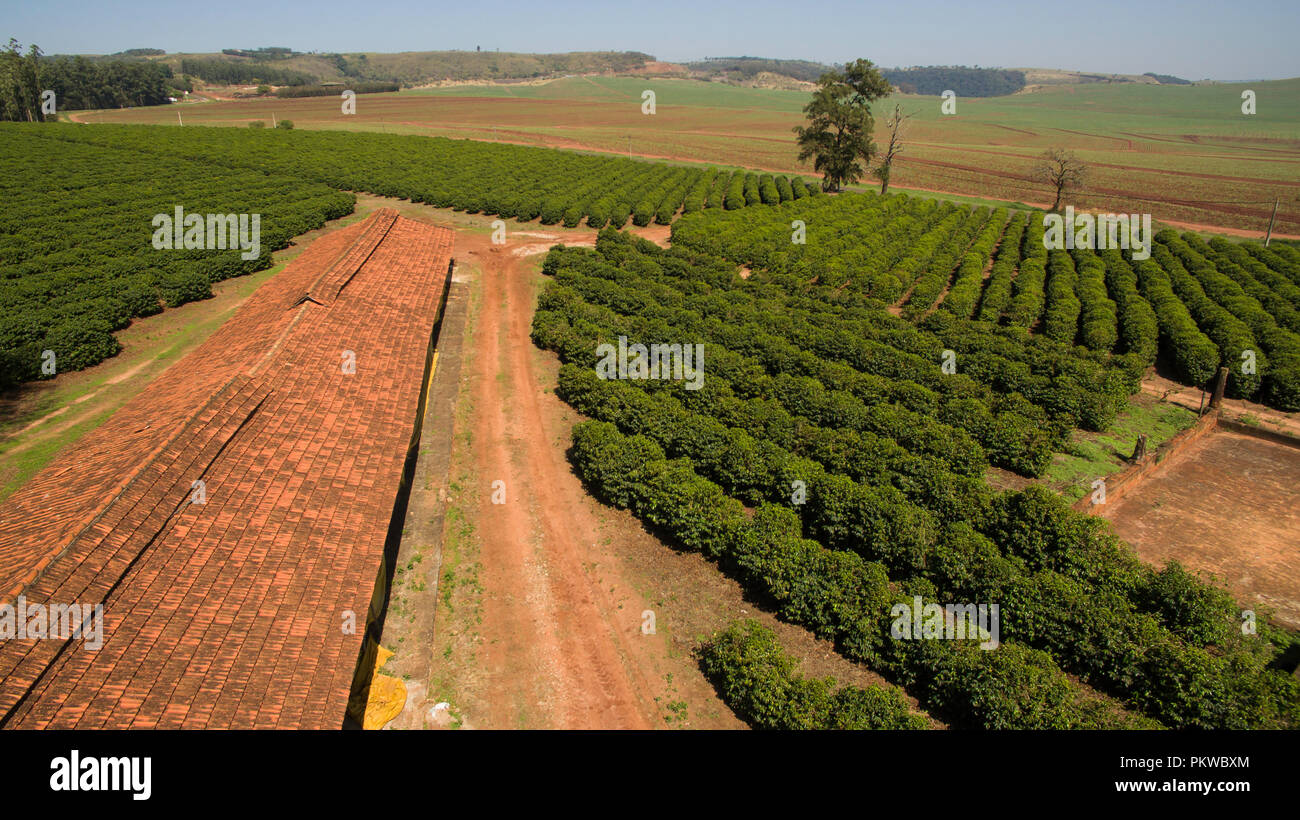 Plantation of coffee. Plantation of coffee and farm in South America ...