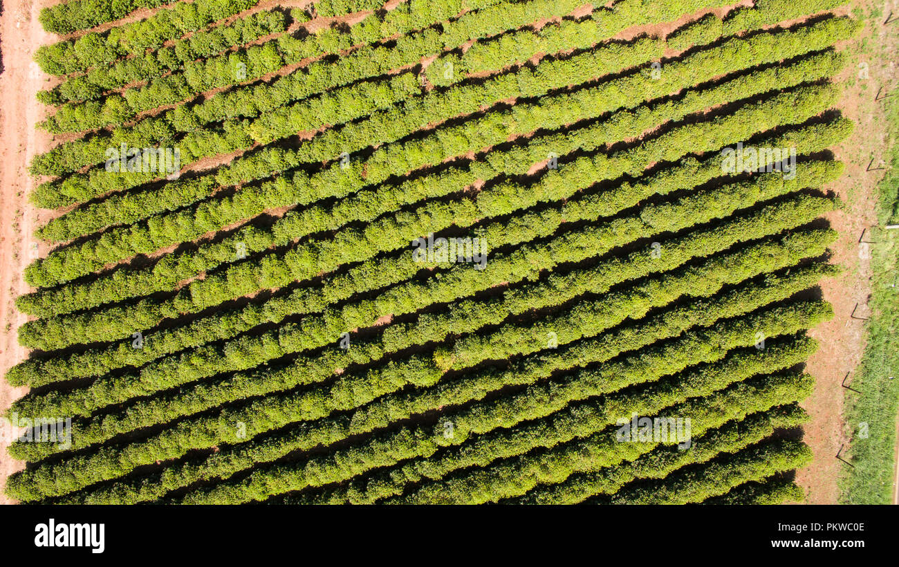 Plantation of coffee. Plantation of coffee and farm in South America ...
