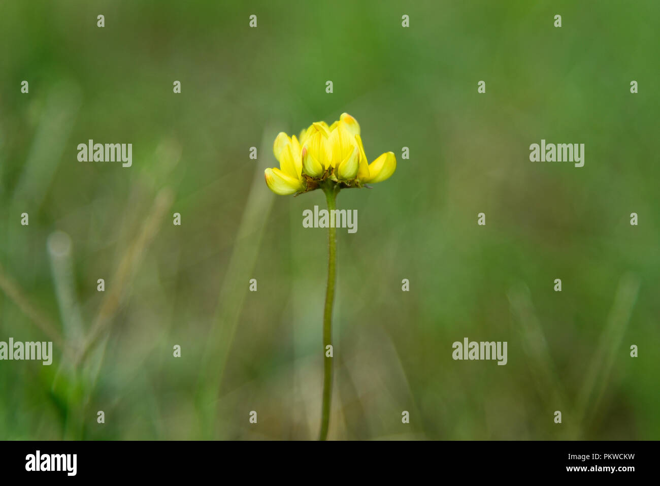 A yellow flower in a paddock Stock Photo - Alamy