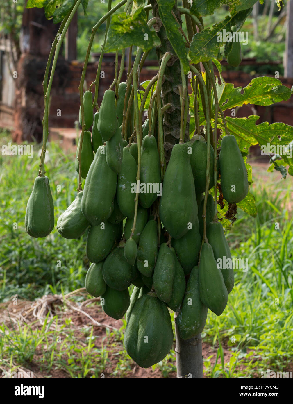 Green papaya male. Tree very full of male green papaya Stock Photo - Alamy