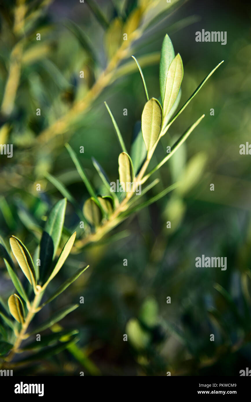 Branches of an Olive Tree Stock Photo - Alamy