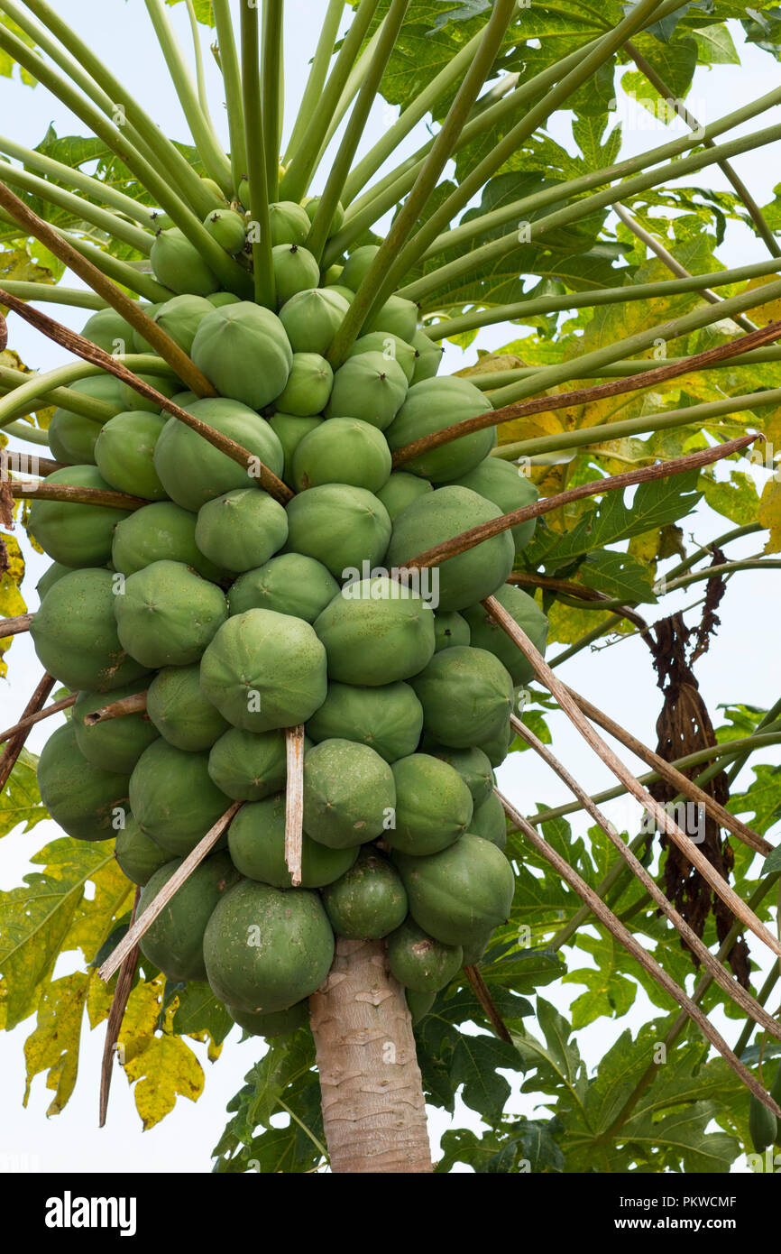 Full papaya tree hi-res stock photography and images - Alamy
