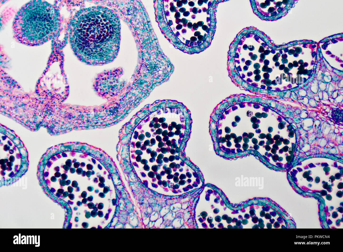 Plant micro photography hi-res stock photography and images - Alamy