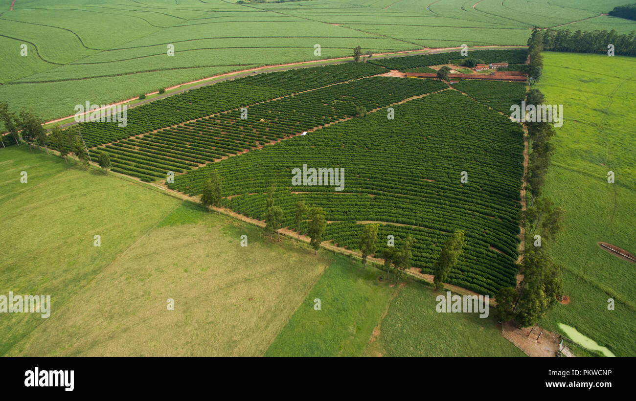 Plantation of coffee. Plantation of coffee and farm in South America ...