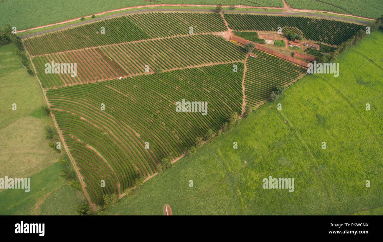 Plantation of coffee. Plantation of coffee and farm in South America ...