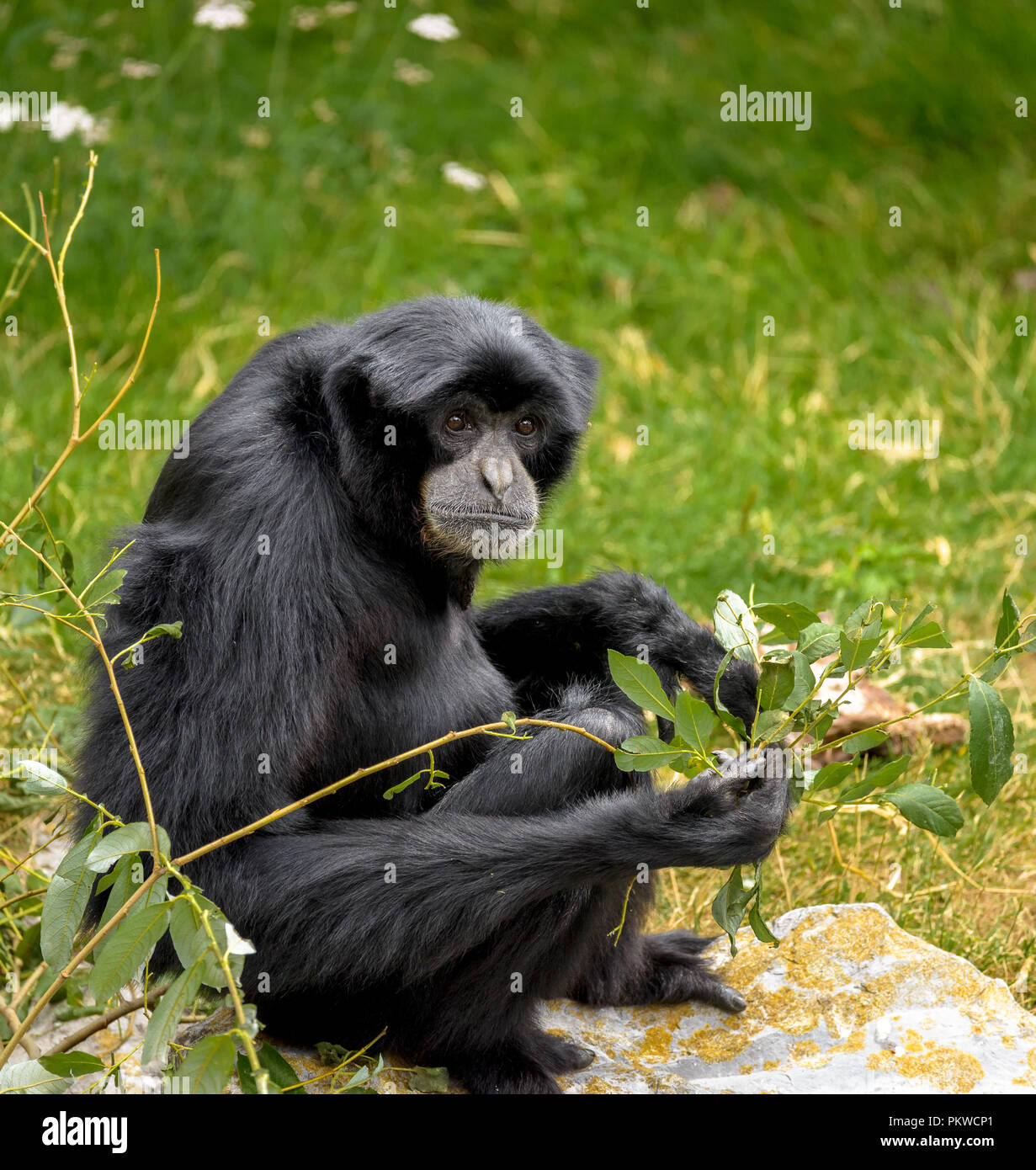 Angry macaque hi-res stock photography and images - Alamy