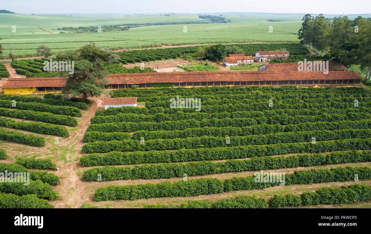 Plantation of coffee. Plantation of coffee and farm in South America ...