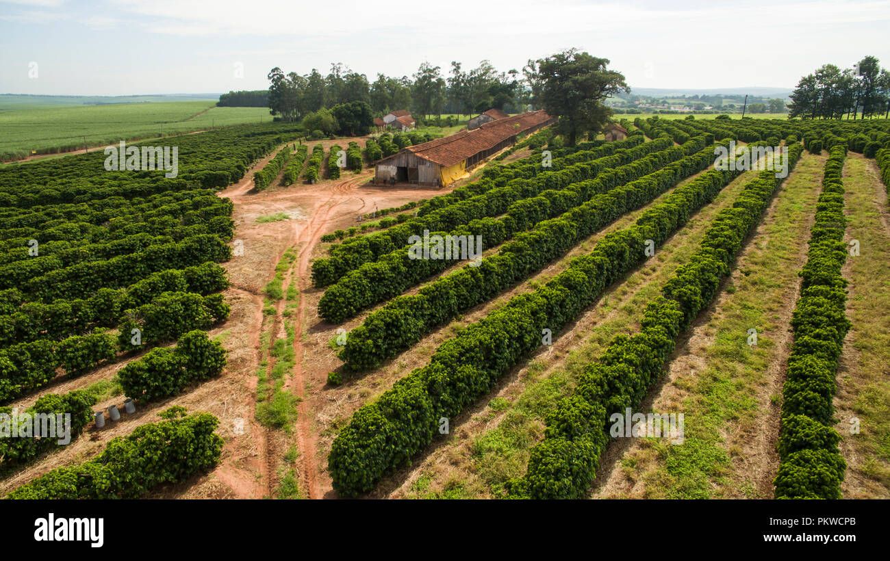 Coffee plantation brazil hi-res stock photography and images - Alamy