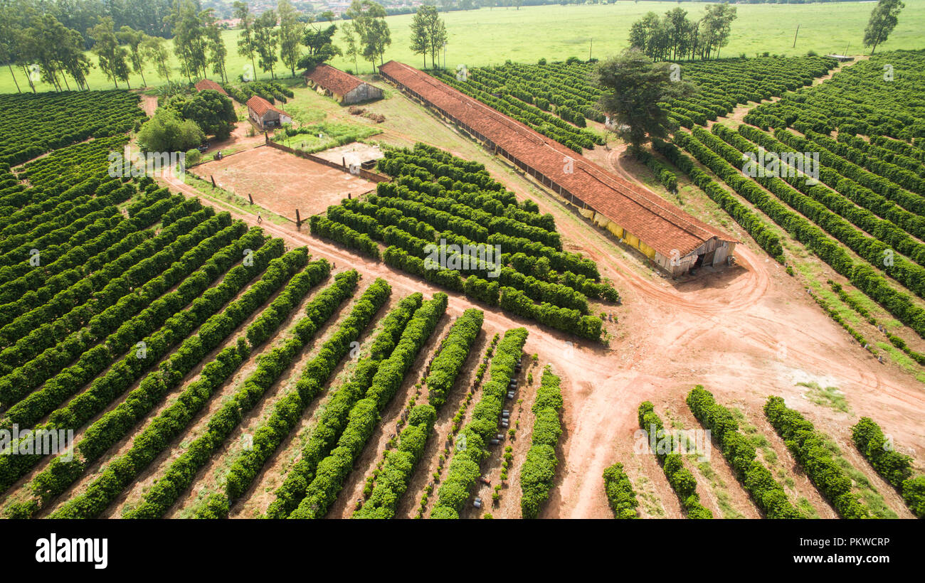 Plantation of coffee. Plantation of coffee and farm in South America ...
