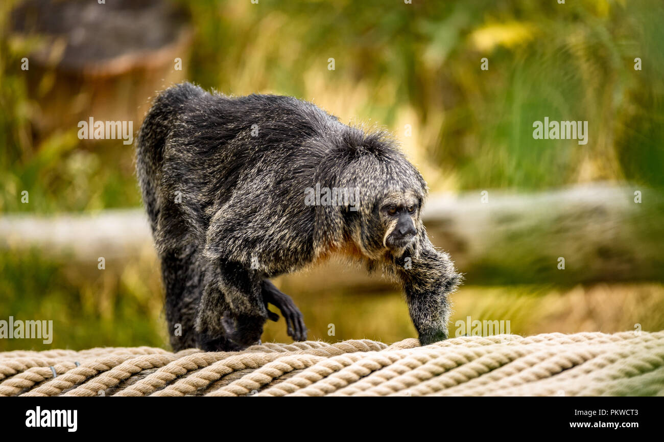 Angry looking monkey hi-res stock photography and images - Alamy