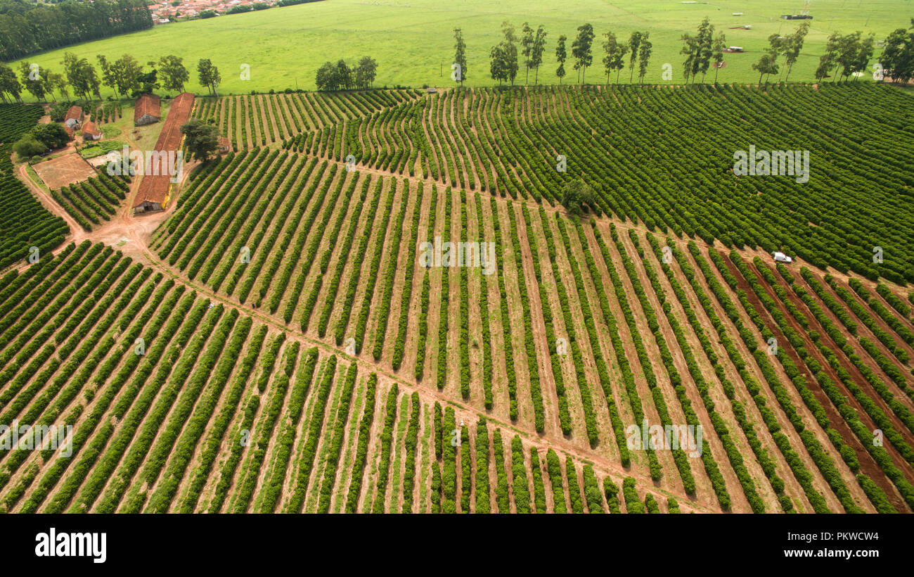 Coffee plantation. Hen house. Simple house Stock Photo - Alamy
